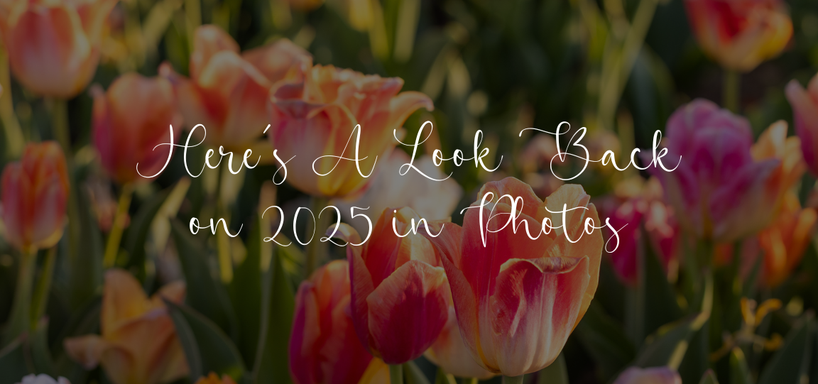 Here’s A Look Back on 2025 in Photos - PYL Photography